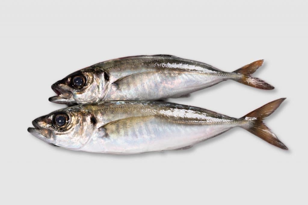Mackerel | Nergård