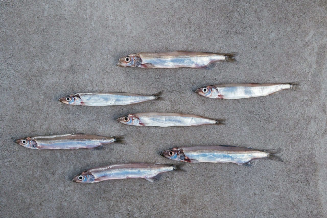 Capelin | Nergård
